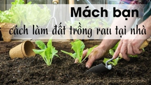 Hướng dẫn cách làm đất trồng rau tại vườn nhà đơn giản, chuẩn nhất ...